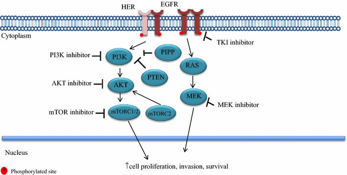 Targeting the PI3K/AKT/mTOR pathway in triple-negative breast cancer: a review | SpringerLink