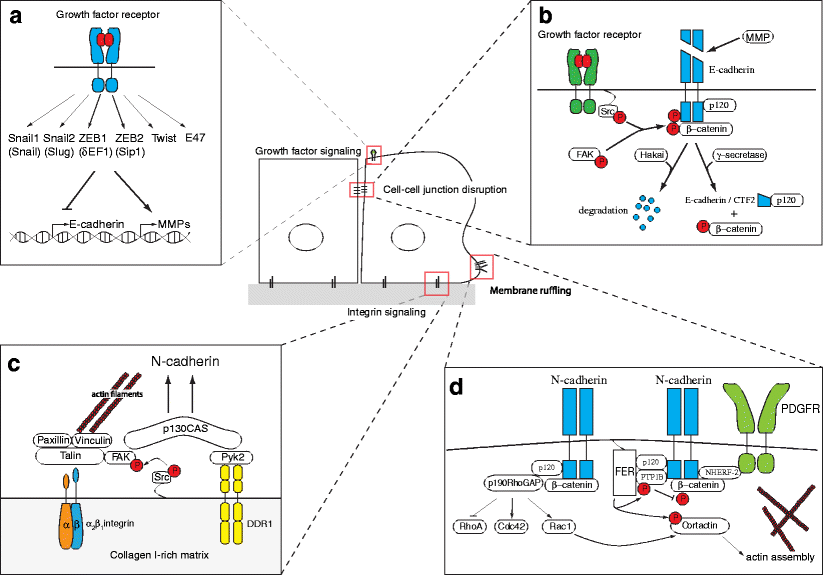 EMT, the cytoskeleton, and cancer cell invasion | SpringerLink
