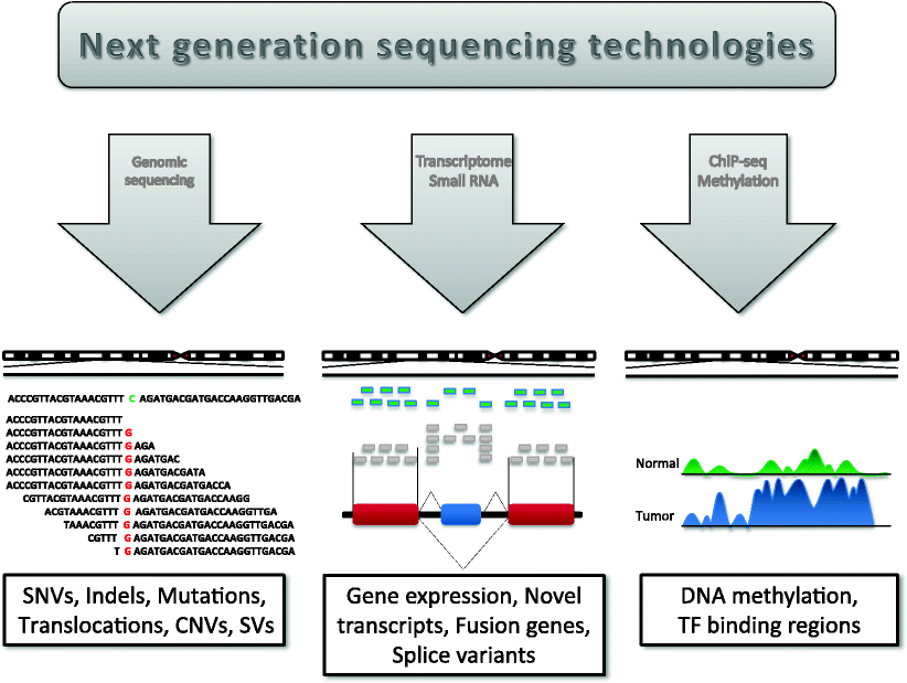The power of NGS technologies to delineate the genome organization in ...