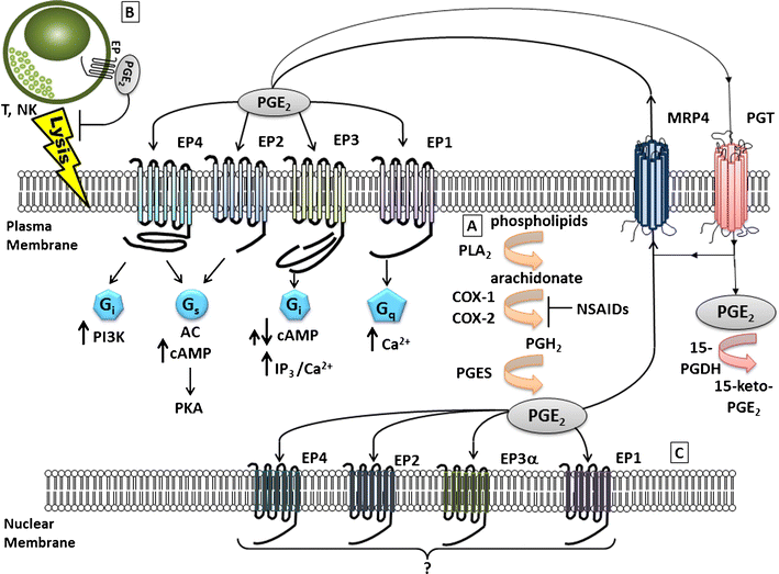 Prostaglandin E2 EP receptors as therapeutic targets in breast cancer ...