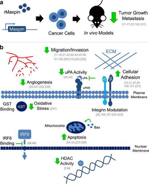 Maspin: molecular mechanisms and therapeutic implications | SpringerLink