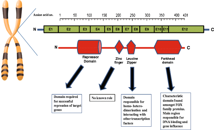 The role of FOXP3 in the development and metastatic spread of breast ...
