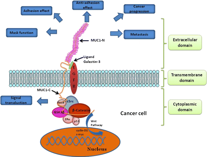 The role of tumour-associated MUC1 in epithelial ovarian cancer ...