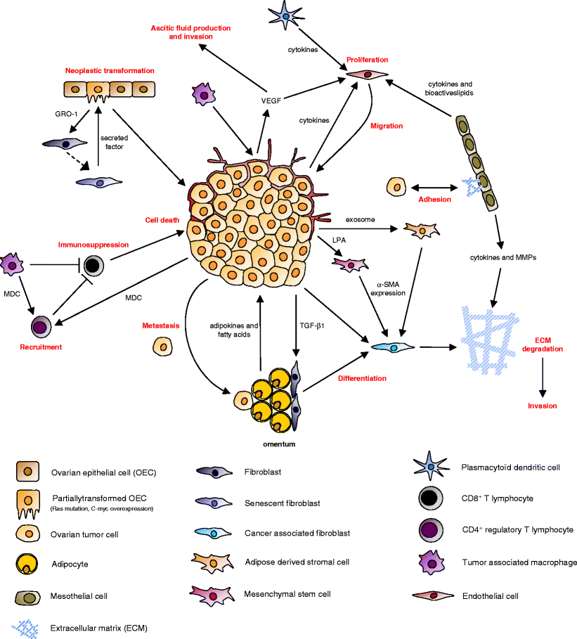 Ovarian cancer microenvironment: implications for cancer dissemination and chemoresistance ...