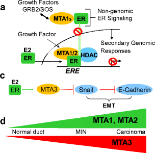 Role of MTA1 in cancer progression and metastasis | SpringerLink