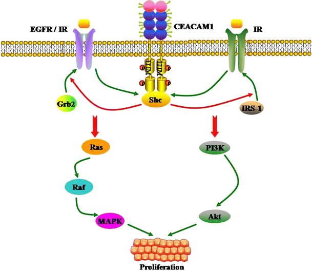 Roles of CEACAM1 in cell communication and signaling of lung cancer and ...