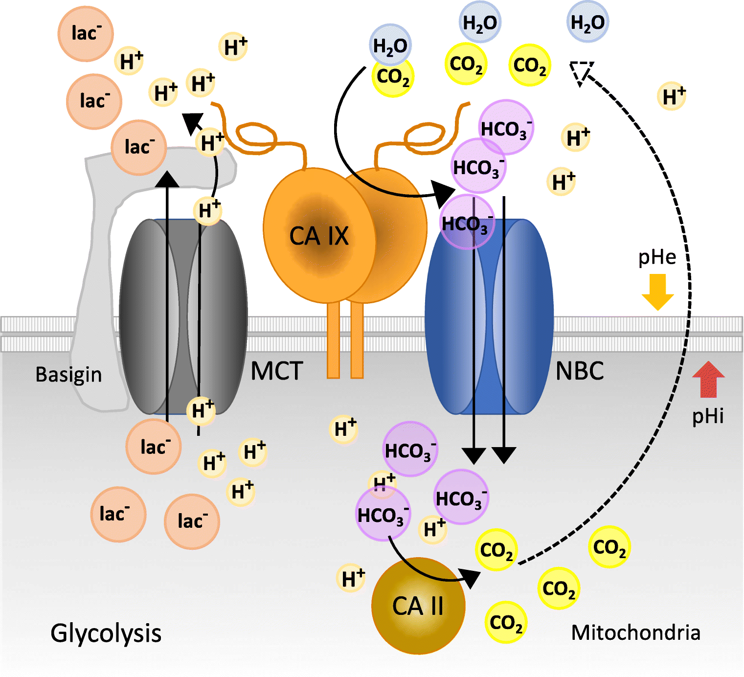The role of carbonic anhydrase IX in cancer development: links to ...