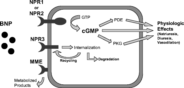 Genetic Variation in the B-Type Natiuretic Peptide Pathway Affects BNP ...