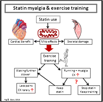 Exercise-induced Myalgia may Limit the Cardiovascular Benefits of ...