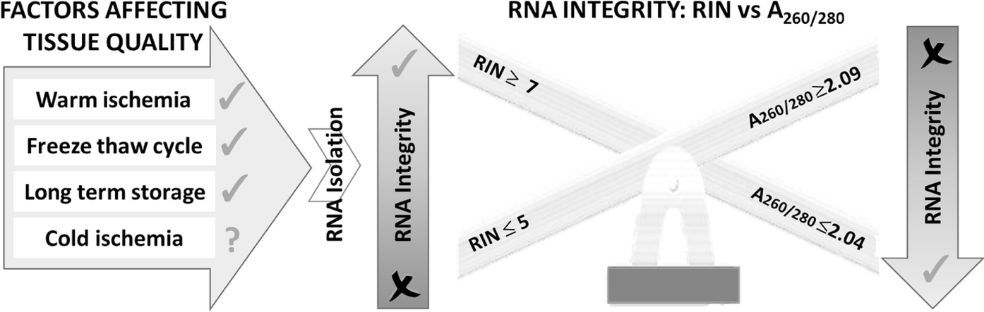 Establishing a correlation between RIN and A260/280 along with the ...