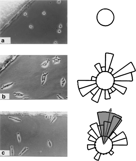 Cell motility assays | SpringerLink