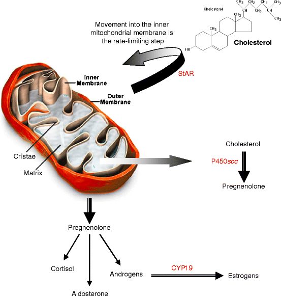 Steroidogenic acute regulatory (StAR) protein and cholesterol side ...