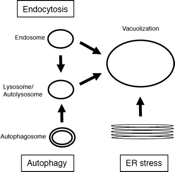 Cytoplasmic vacuolization during exposure to drugs and other substances ...