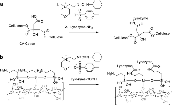Covalent attachment of lysozyme to cotton/cellulose materials: protein ...