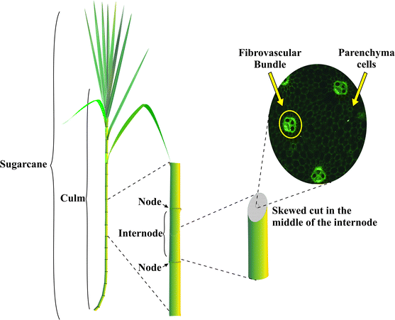 Cellulose crystals in fibrovascular bundles of sugarcane culms ...