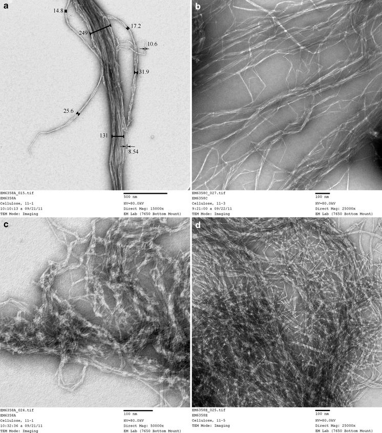Morphological development of cellulose fibrils of a bleached eucalyptus ...