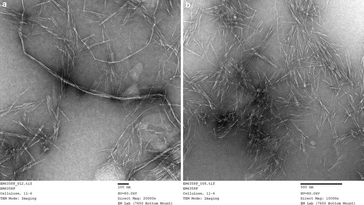 Morphological development of cellulose fibrils of a bleached eucalyptus ...