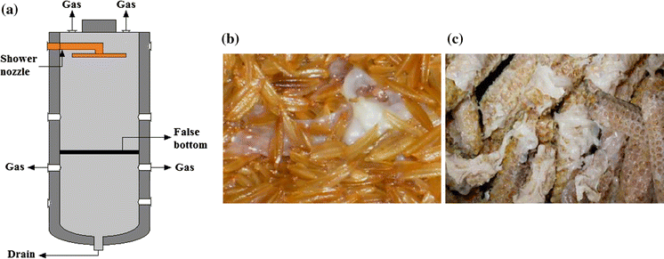 Enhancement of the fermentation process and properties of bacterial ...