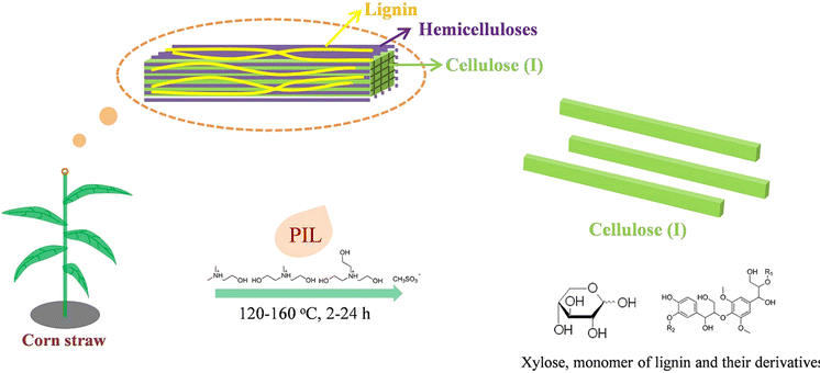 Separation and characterization of cellulose I material from corn straw ...