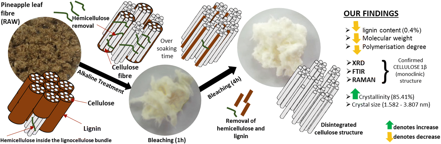 Characteristics of cellulose extracted from Josapine pineapple leaf ...