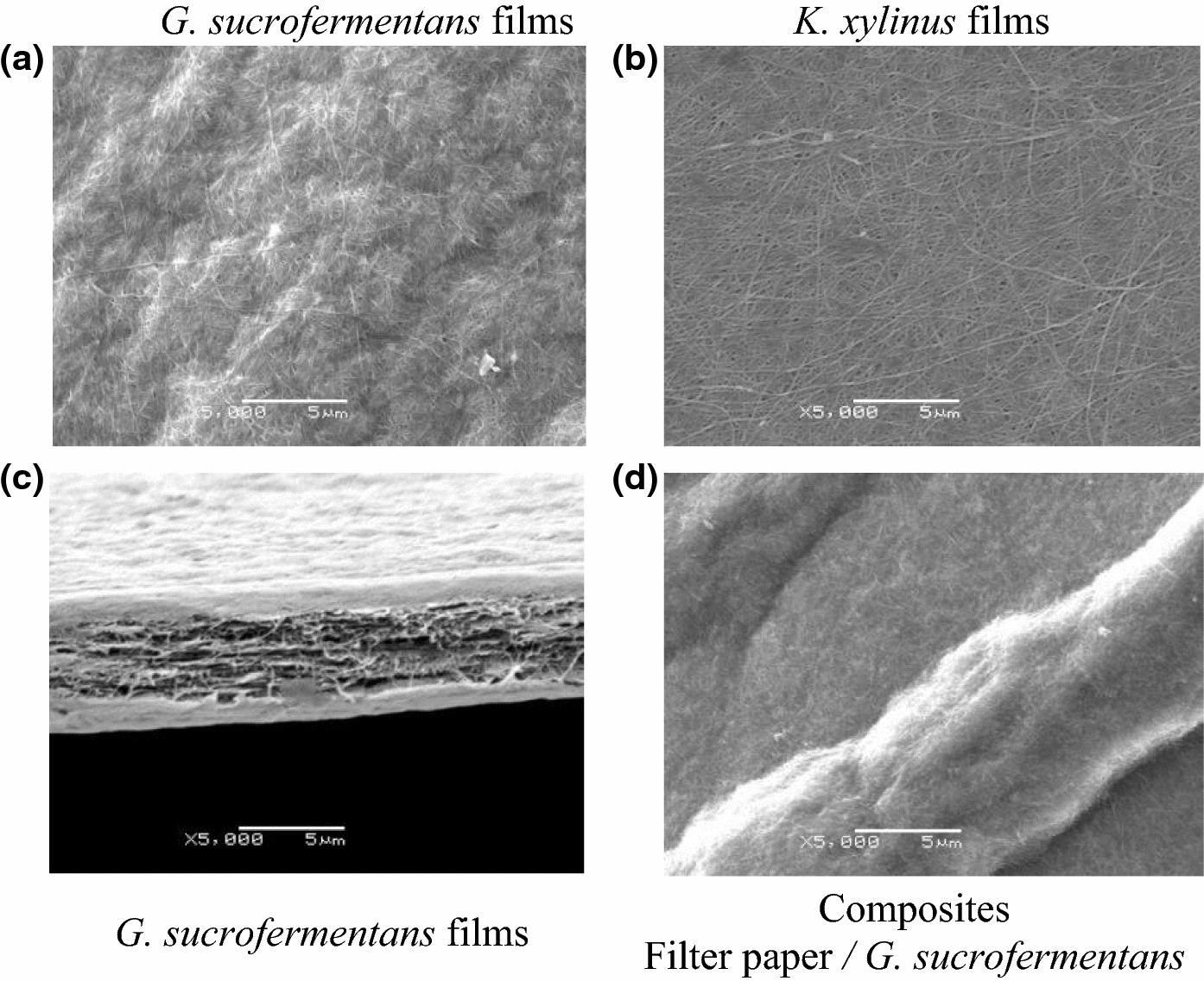 Bacterial cellulose for increasing barrier properties of paper products ...