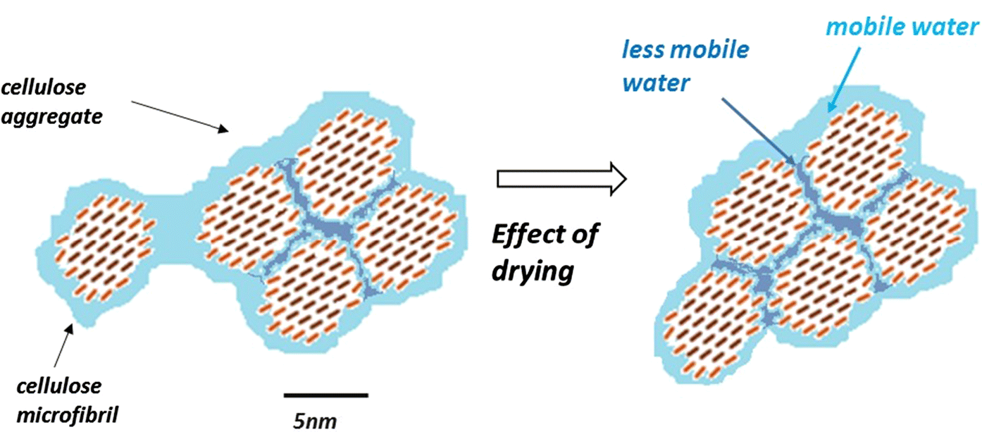 Effect of drying conditions on cellulose microfibril aggregation and ...