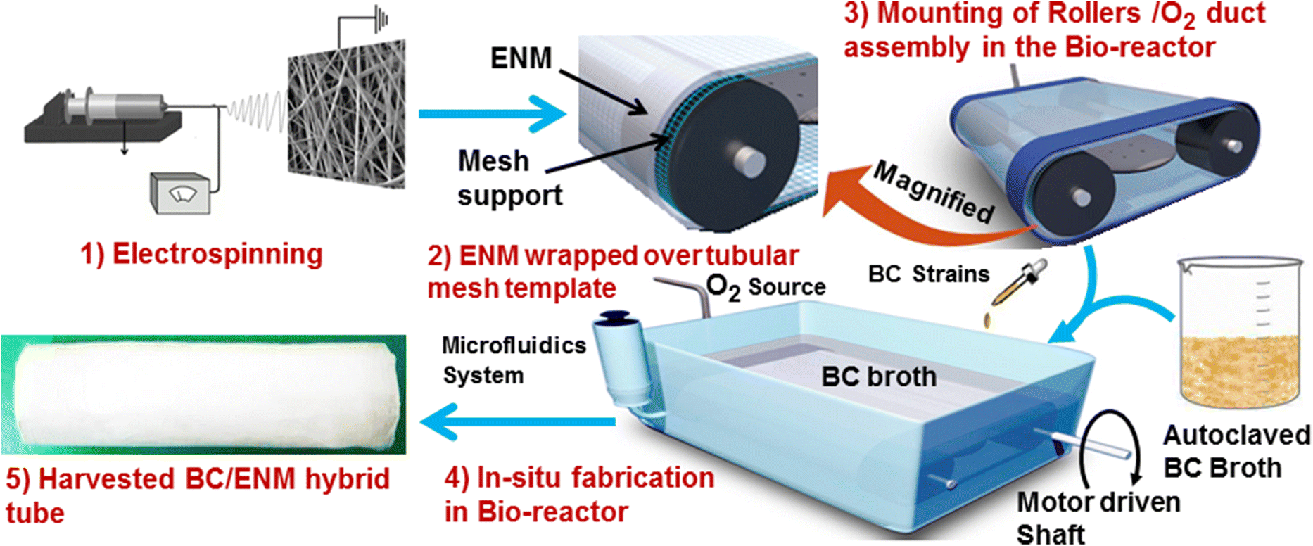 Three-dimensional bacterial cellulose-electrospun membrane hybrid structures fabricated through ...