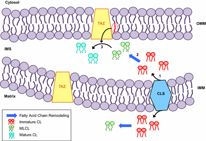 Cardiolipin in Central Nervous System Physiology and Pathology ...