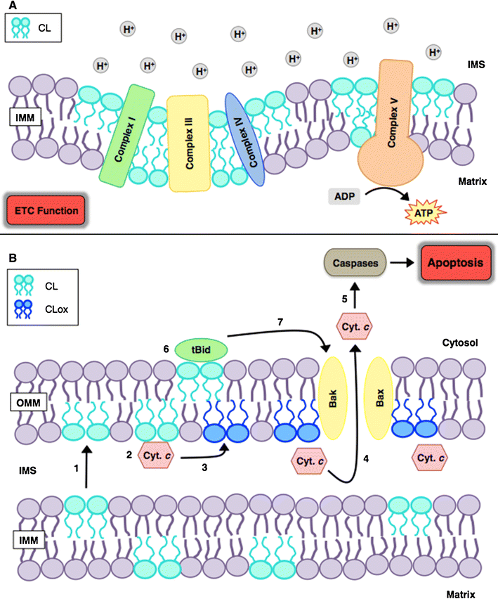 Cardiolipin in Central Nervous System Physiology and Pathology ...