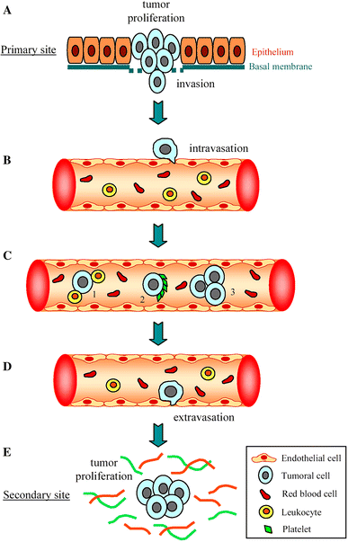 Selectins and selectin ligands in extravasation of cancer cells and ...