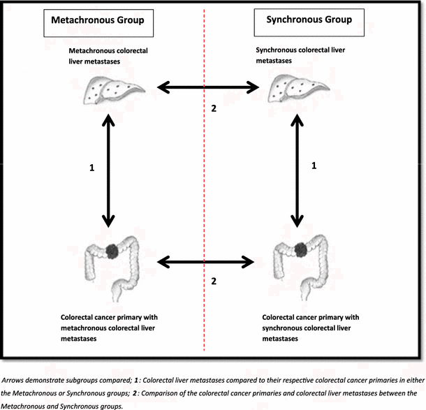 The tumour biology of synchronous and metachronous colorectal liver ...