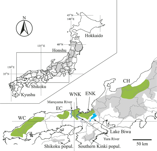 Low genetic diversities in isolated populations of the Asian black bear ( Ursus thibetanus) in ...