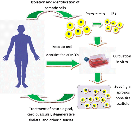 Scaffolds and cells for tissue regeneration: different scaffold pore ...