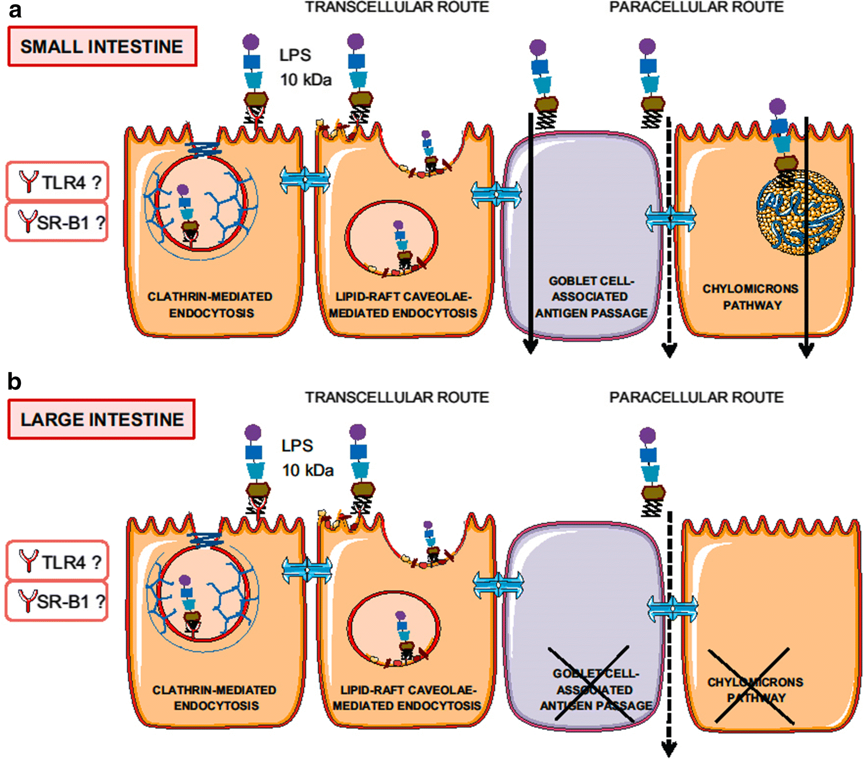 The “Leaky Gut”: Tight Junctions but Loose Associations? | SpringerLink