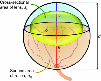 The anatomy of the rat eye with oxygen-induced retinopathy | SpringerLink