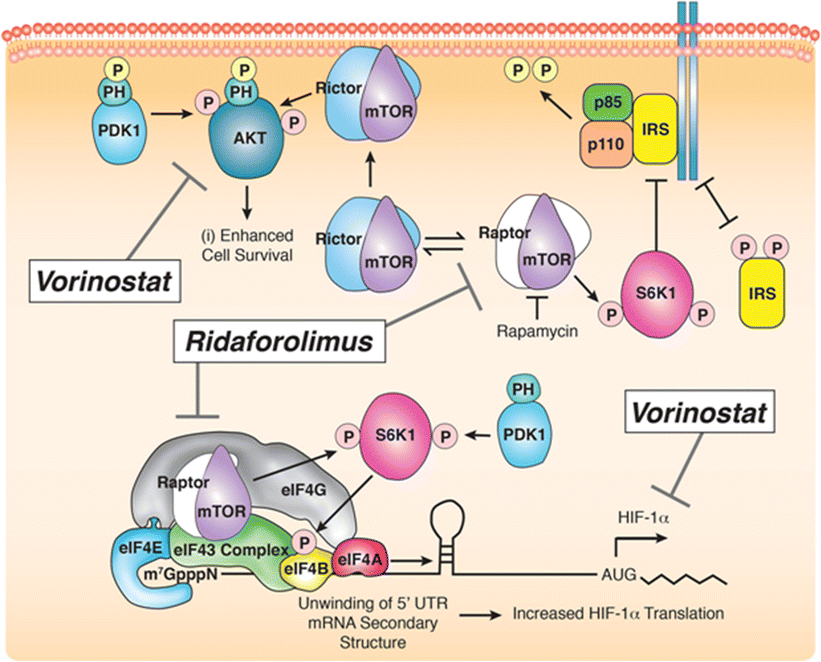 Phase I study of the mTOR inhibitor ridaforolimus and the HDAC ...