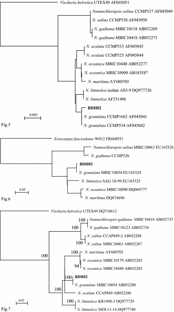 First record of a large-scale bloom-causing species Nannochloropsis granulata (Monodopsidaceae ...