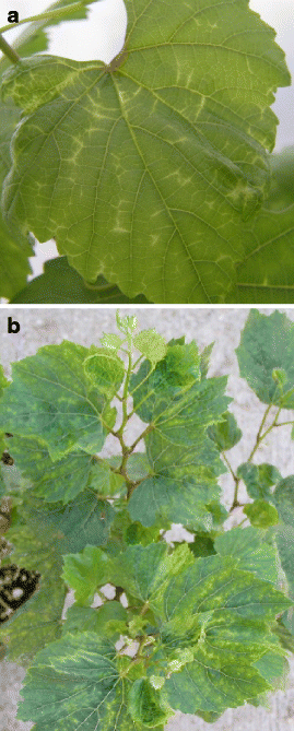 Association of Grapevine fanleaf virus, Tomato ringspot virus and ...