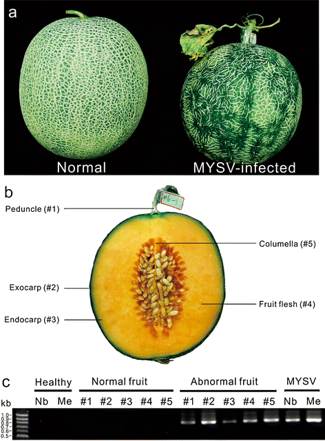 Emerging threat of thrips-borne Melon yellow spot virus on melon and ...