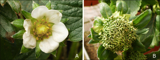 Molecular characterization of a phytoplasma of the ash yellows group ...