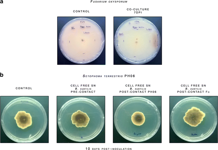 A strain of Bacillus subtilis subsp. subtilis shows a specific ...