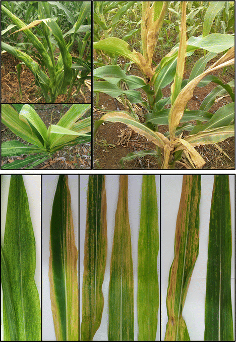 Occurrence of maize lethal necrosis in Ecuador: a disease without ...