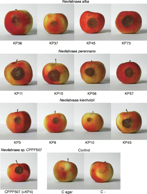 Diversity and identification of Neofabraea species causing bull’s eye ...