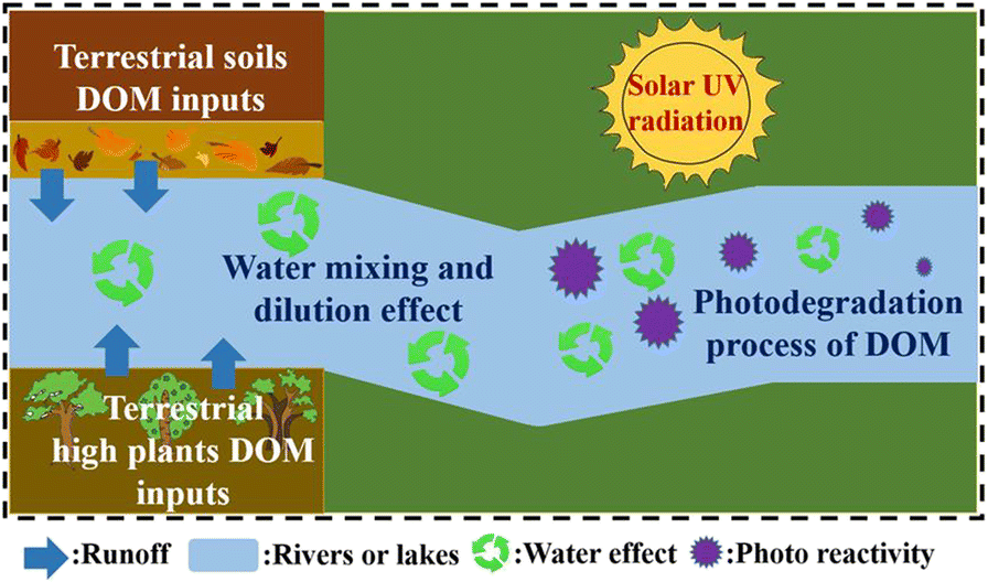 Rapid photodegradation of terrestrial soil dissolved organic matter ...