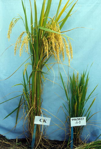 Genetic analysis of a novel dominant rice dwarf mutant 986083D ...