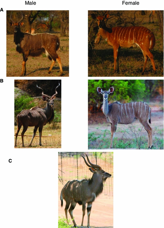 Interspecific hybridization between greater kudu and nyala | SpringerLink