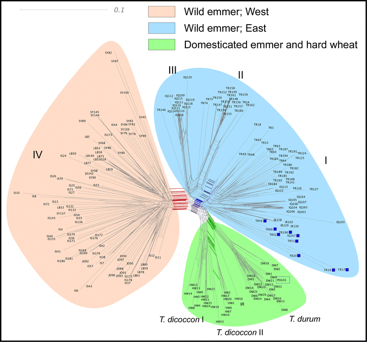 Geographic distribution and domestication of wild emmer wheat ...