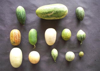 Wild melon diversity in India (Punjab State) | SpringerLink