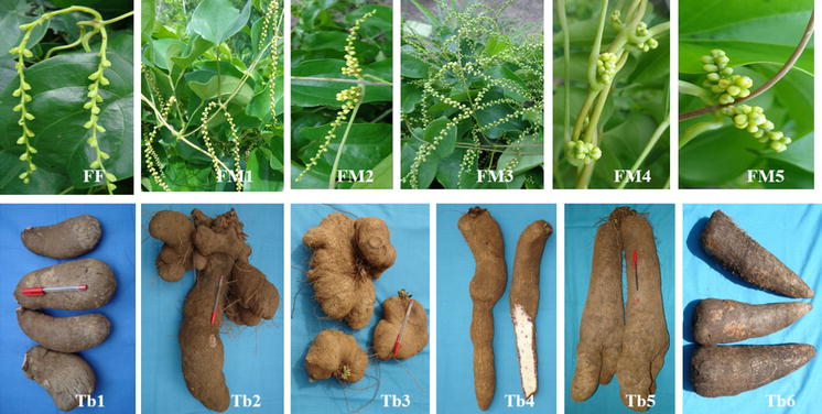 Participatory evaluation of Guinea yam ( Dioscorea cayenensis Lam.– D. rotundata Poir. complex ...