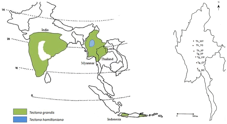 Genetic diversity and structure of teak ( Tectona grandis L. f.) and ...